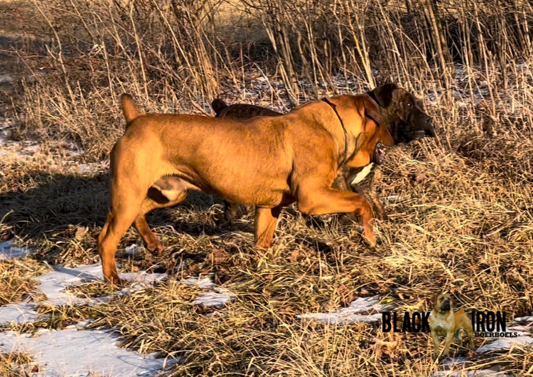 Boerboel Breeders - Black Iron Boerboels LLC